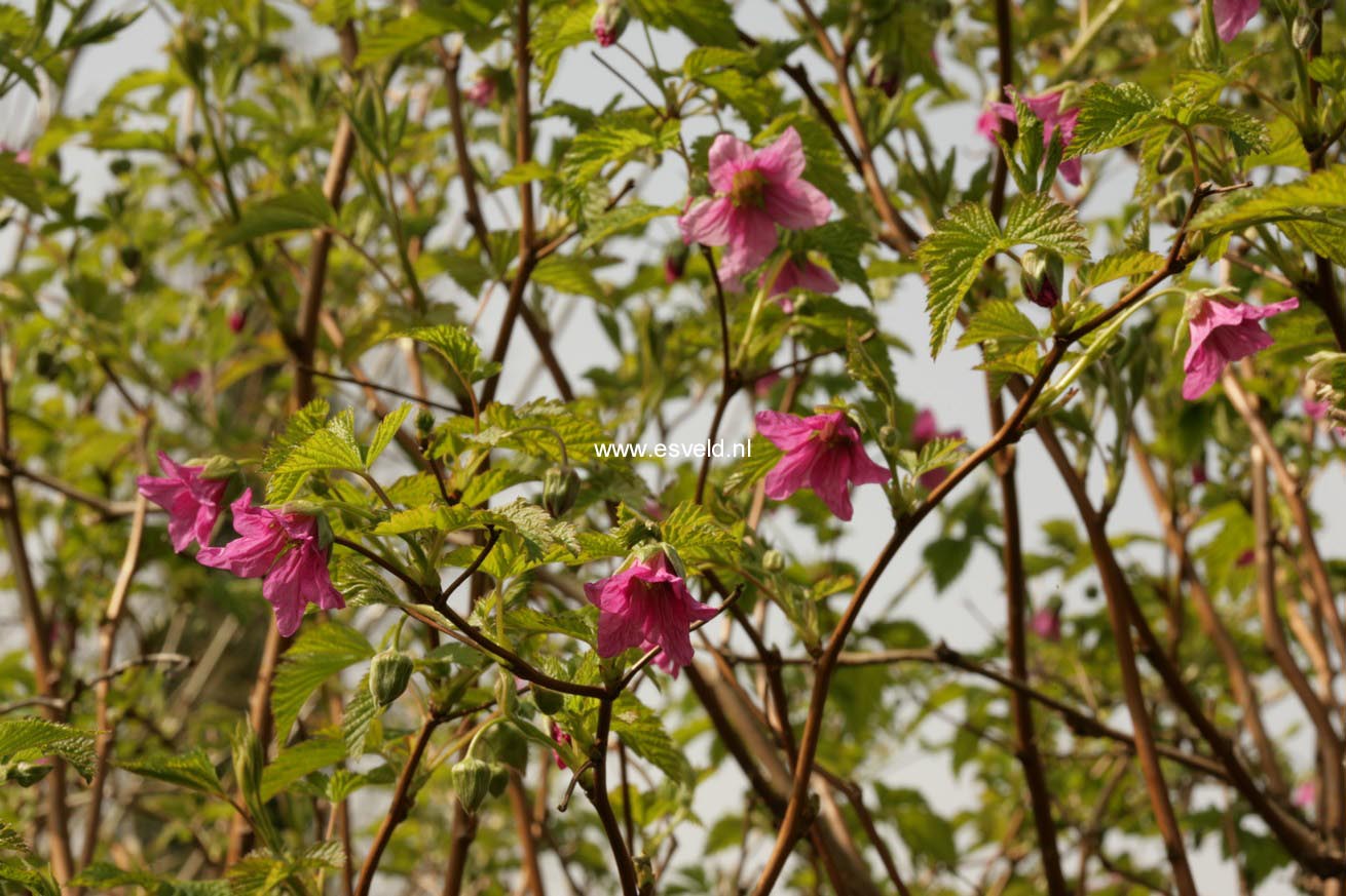 Rubus spectabilis