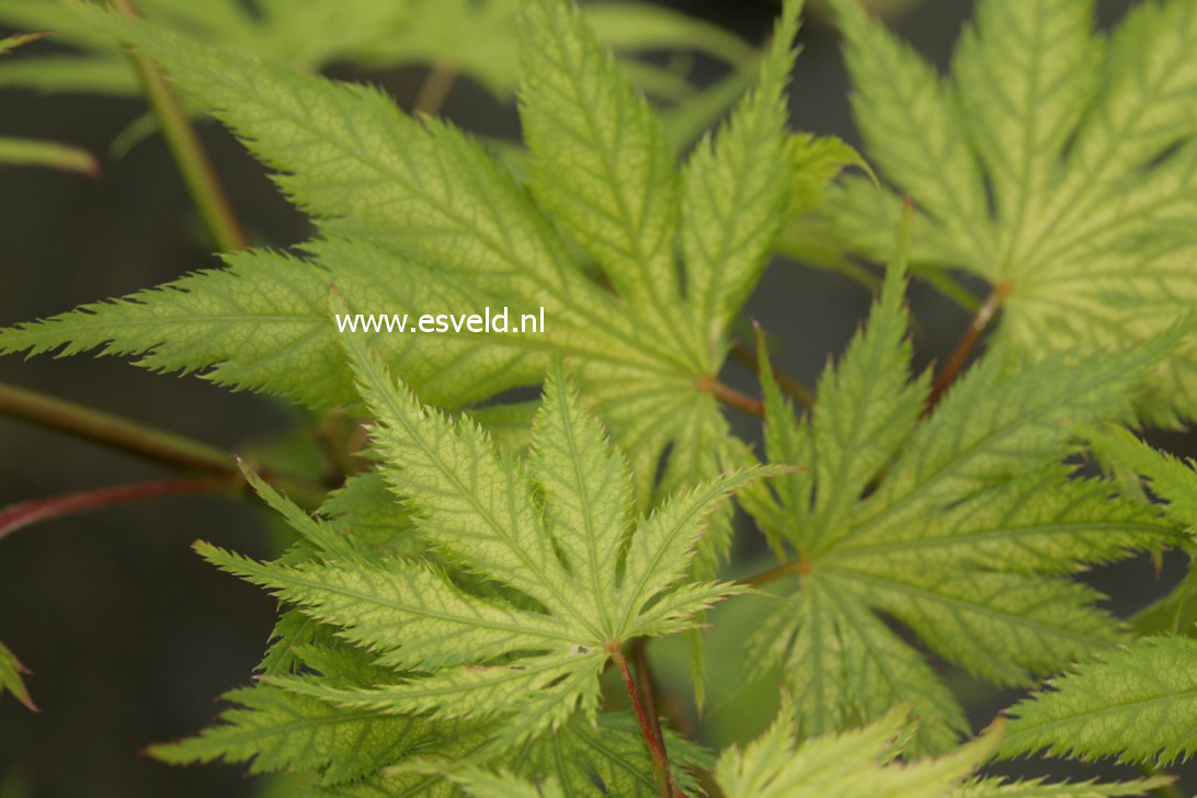 Picture and description of Acer palmatum 'Koyuki'