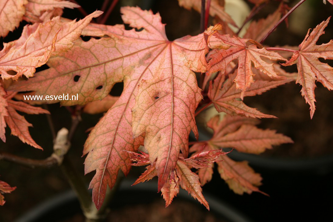 Picture and description of Acer palmatum 'Baby Ghost'