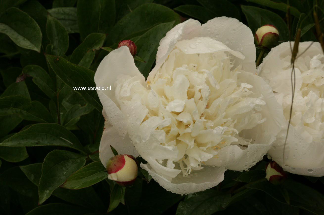 Picture and description of Paeonia 'Immaculee'