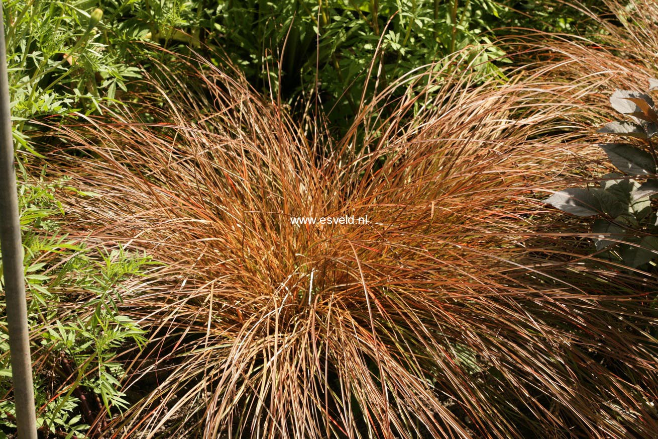 Picture and description of Carex testacea 'Prairie Fire'