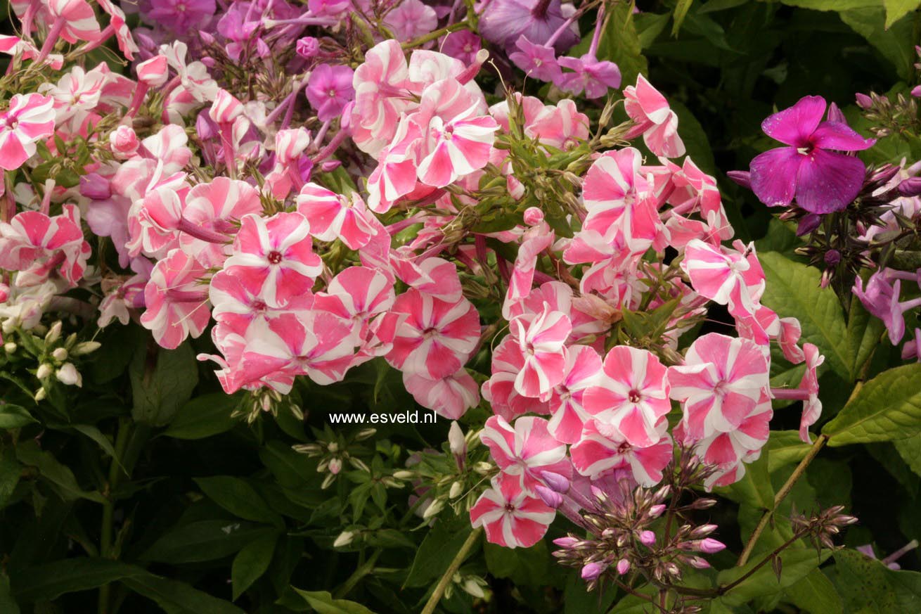 Picture and description of Phlox 'Peppermint Twist' (Paniculata Group)