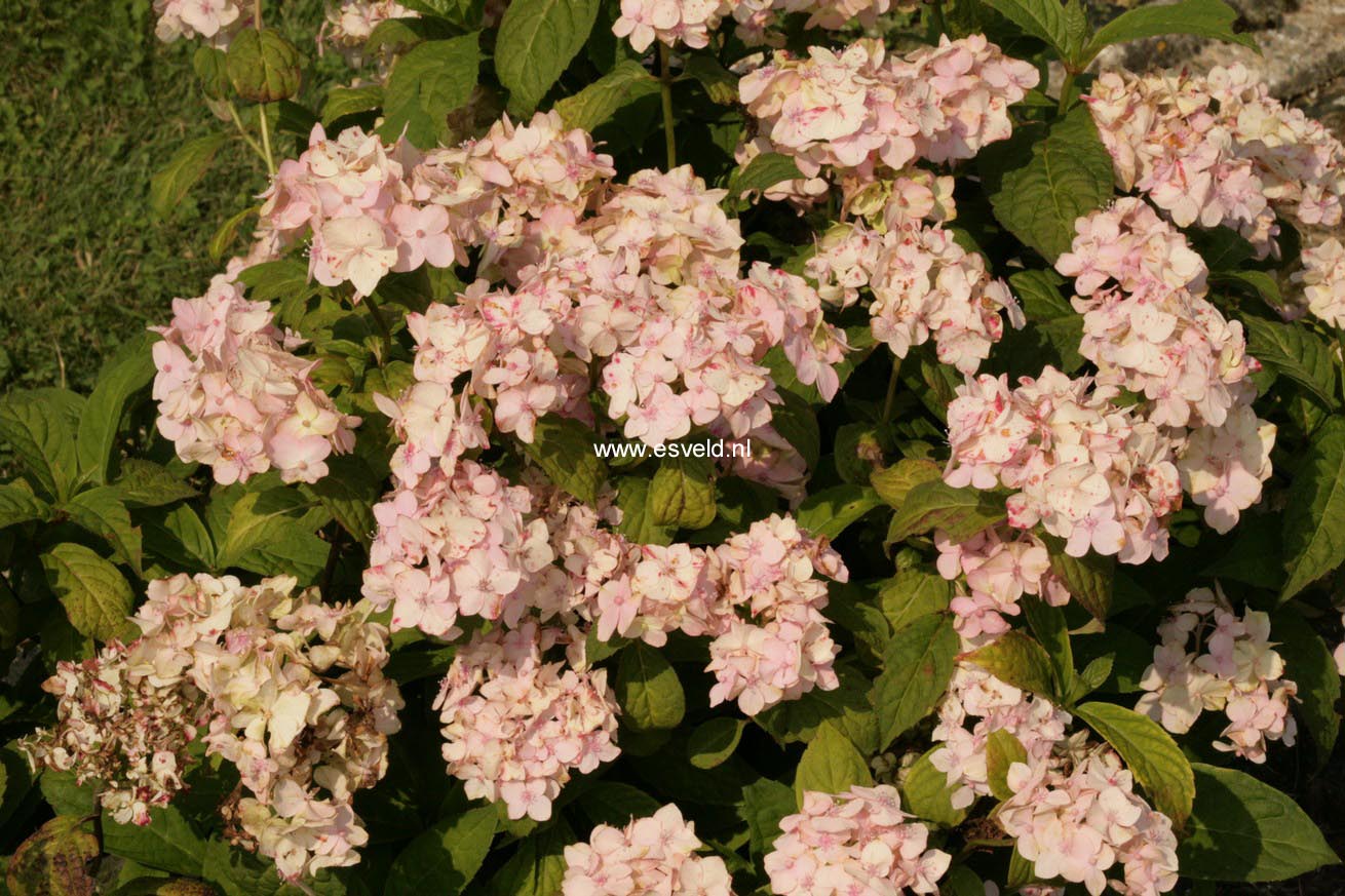 Picture and description of Hydrangea serrata 'Iyo temari'