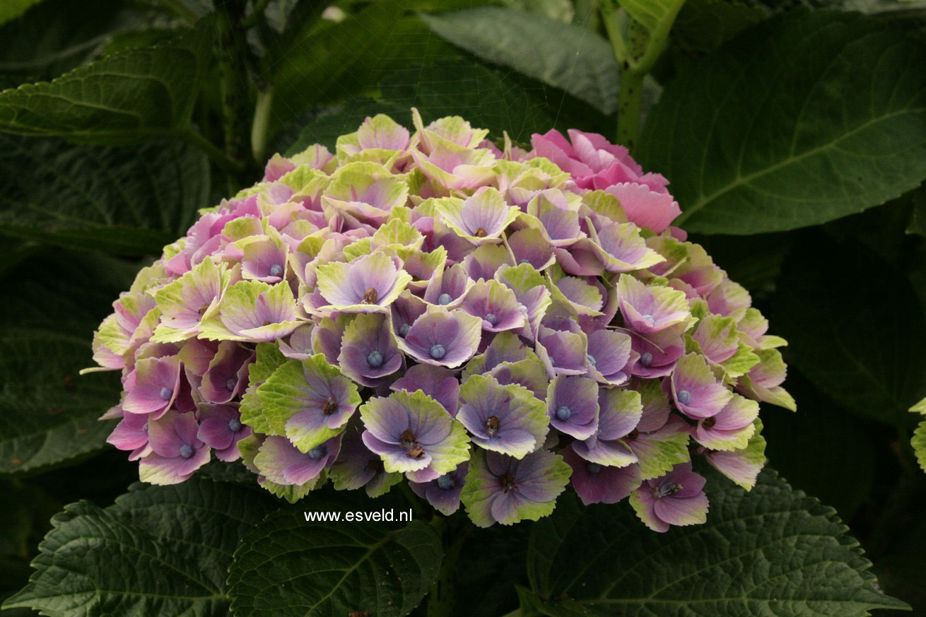 Picture and description of Hydrangea macrophylla 'Hokomathyst' (MAGICAL ...