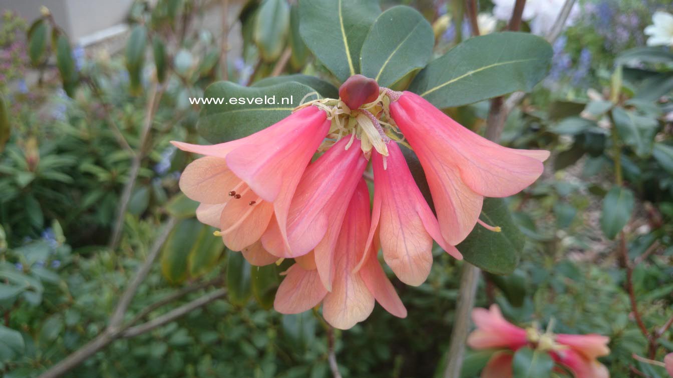 Picture and description of Rhododendron 'Biskra'