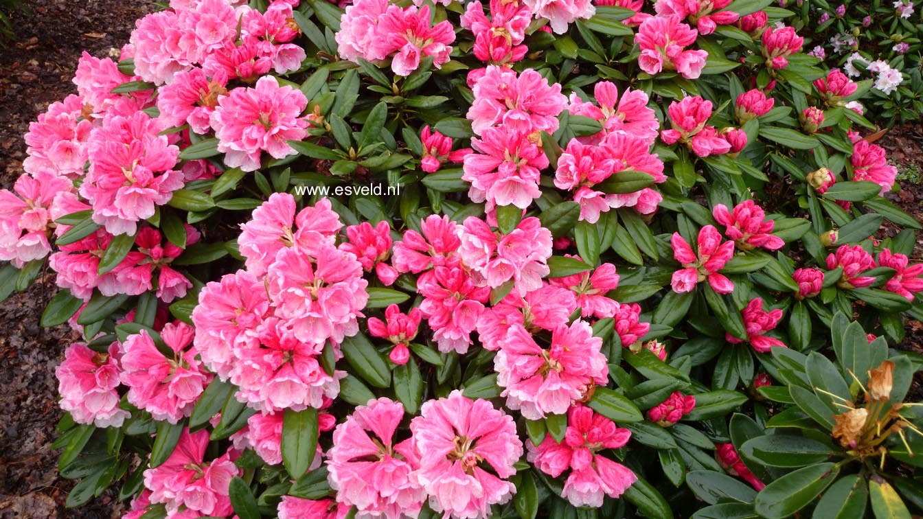 Rhododendron 'Vintage Rose'