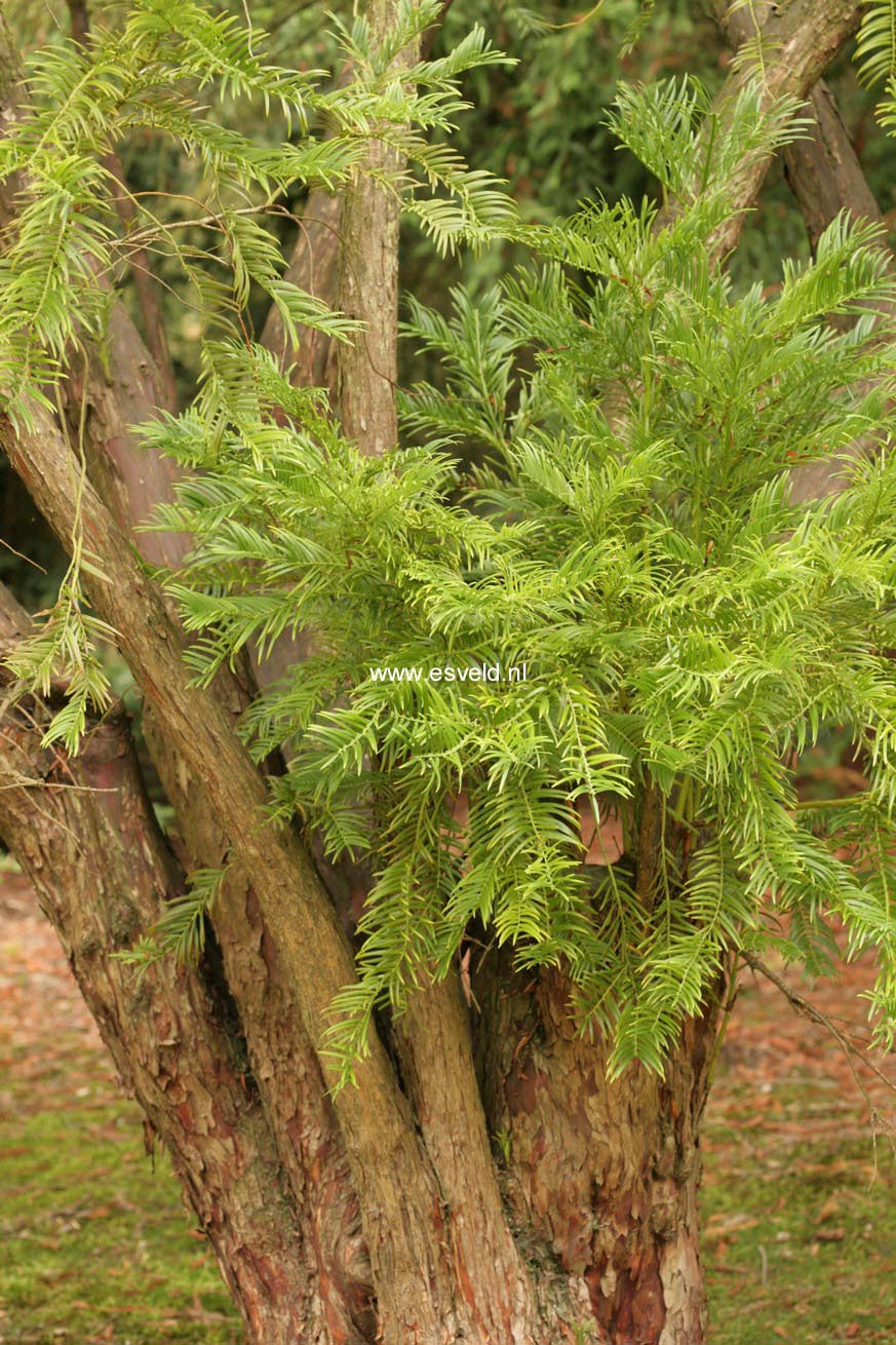 Cephalotaxus fortunei