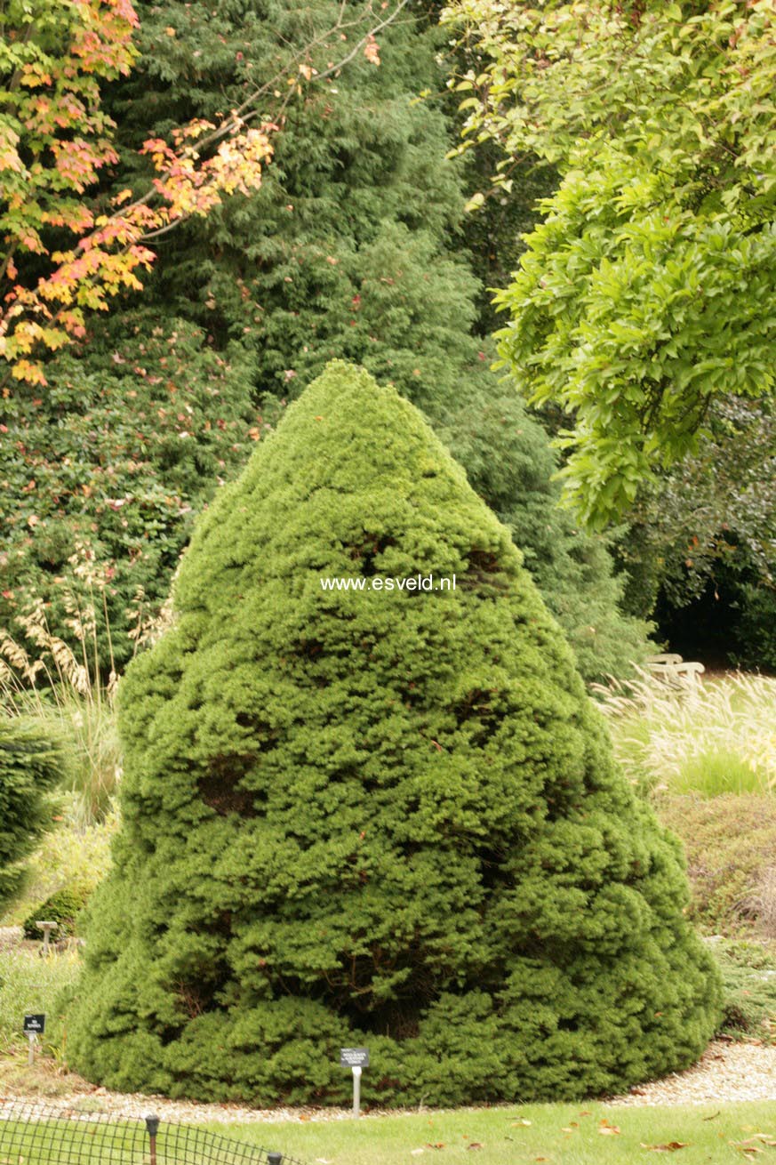 Picture and description of Picea glauca 'Conica'