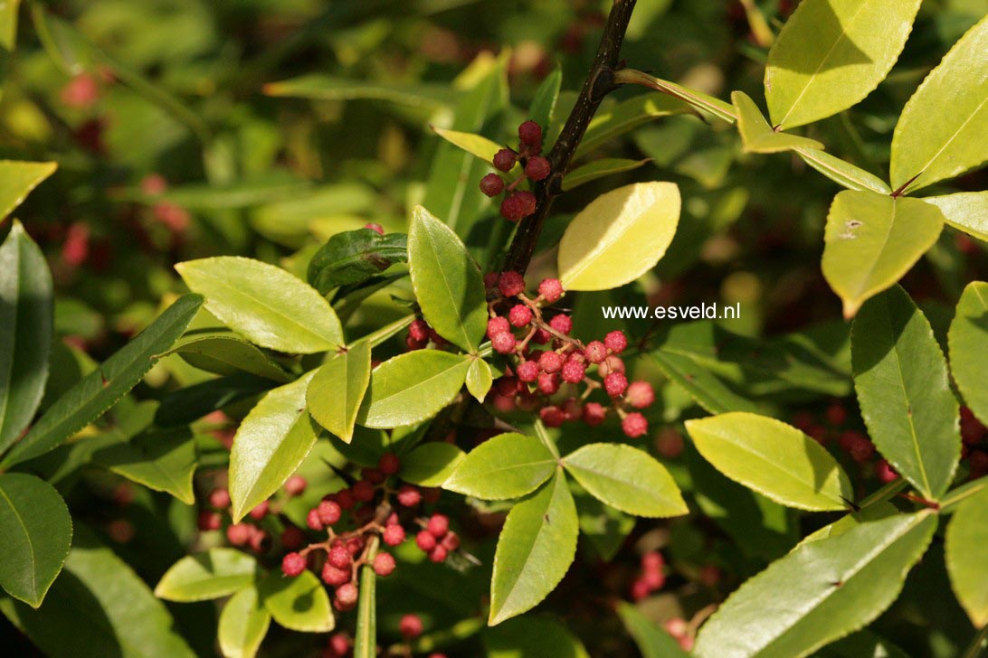 Zanthoxylum alatum planispinum