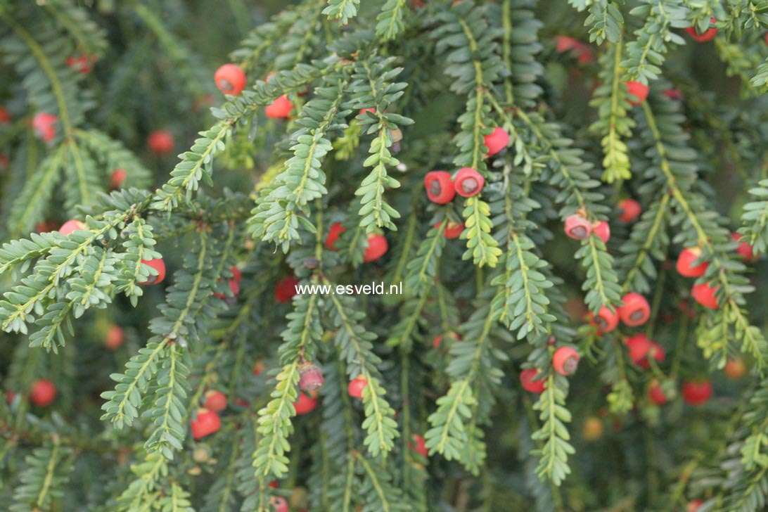 Taxus baccata 'Adpressa'