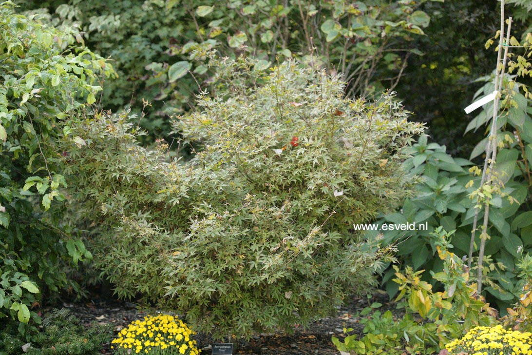 Picture and description of Acer palmatum 'Orion'