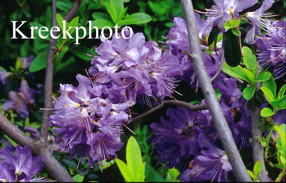 Rhododendron 'Bluette'