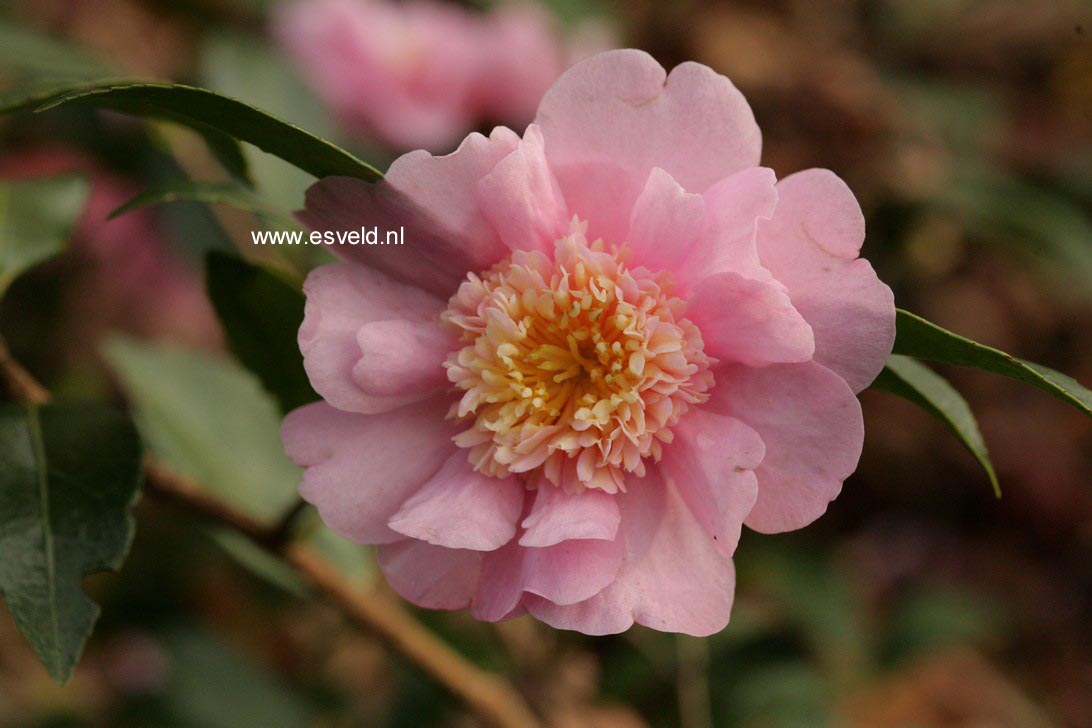 Picture and description of Camellia 'Sugar Dream'