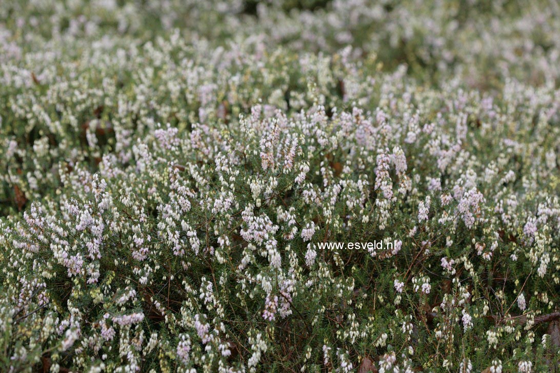 Picture and description of Erica carnea 'King George'