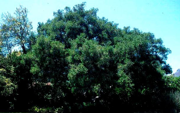 Picture and description of Podocarpus falcatus