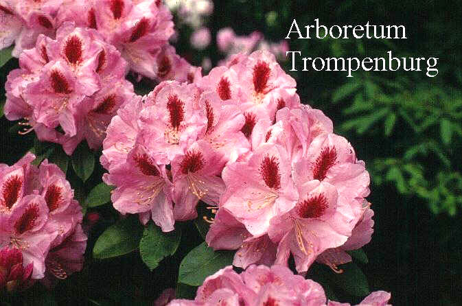 Rhododendron 'Mrs. Furnival'