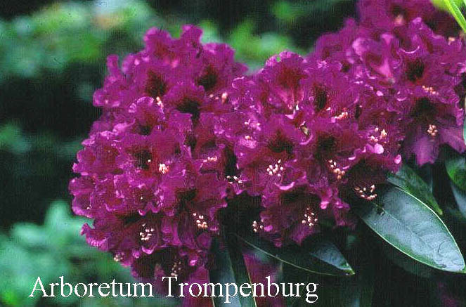 Rhododendron 'Purple Splendour'