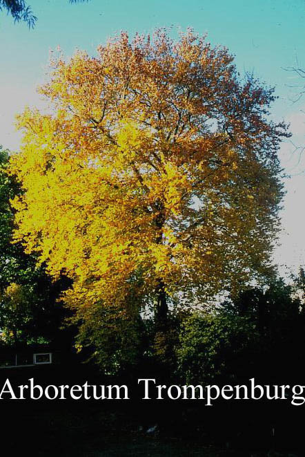 Picture and description of Fagus moesiaca