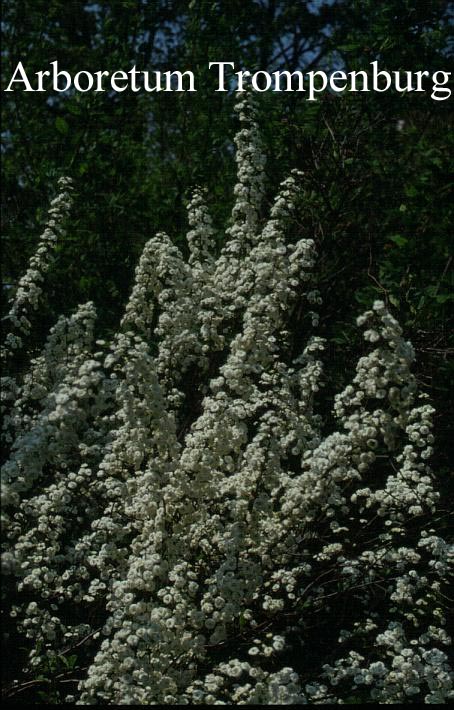 Picture and description of Spiraea prunifolia