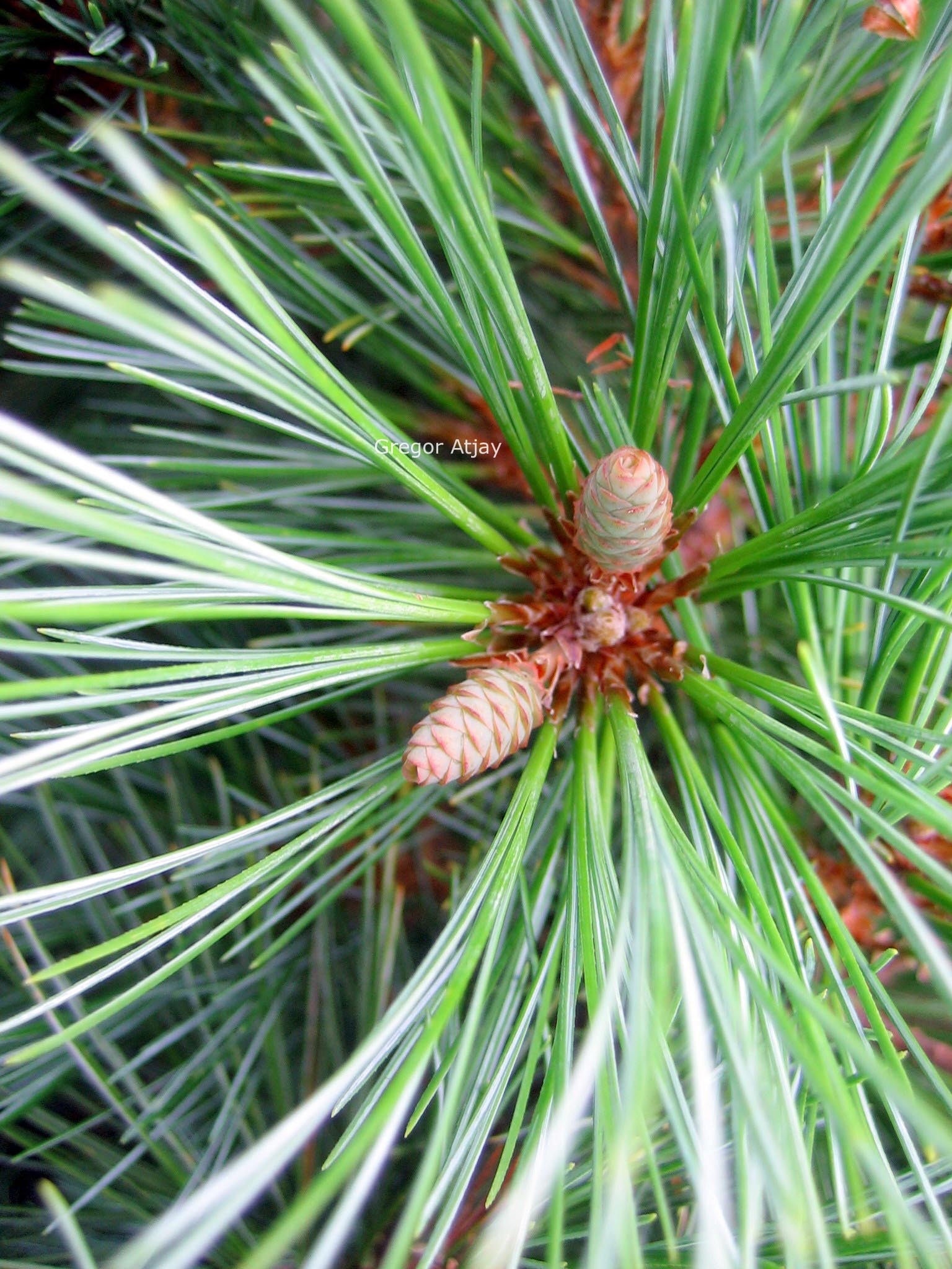 Picture and description of Pinus flexilis 'Pygmaea'