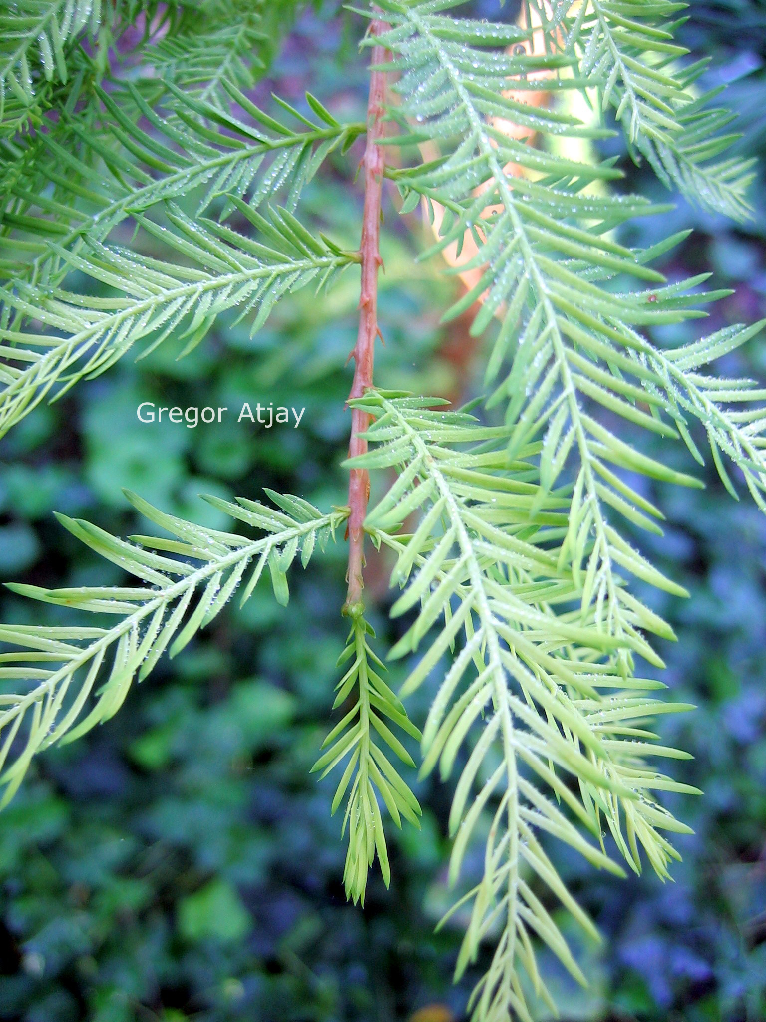 Picture and description of Taxodium distichum 'Peve Yellow'