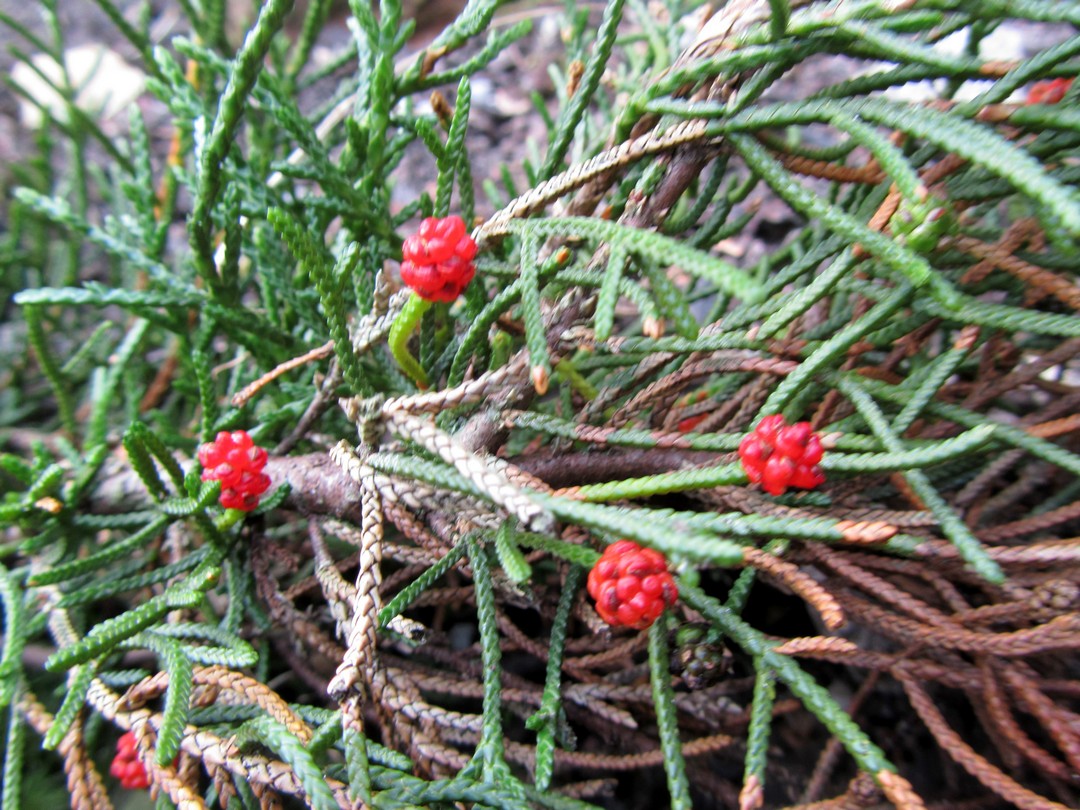 Picture and description of Microcachrys tetragona