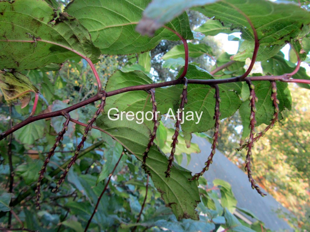 Picture and description of Stachyurus chinensis 'Wonderful Image'