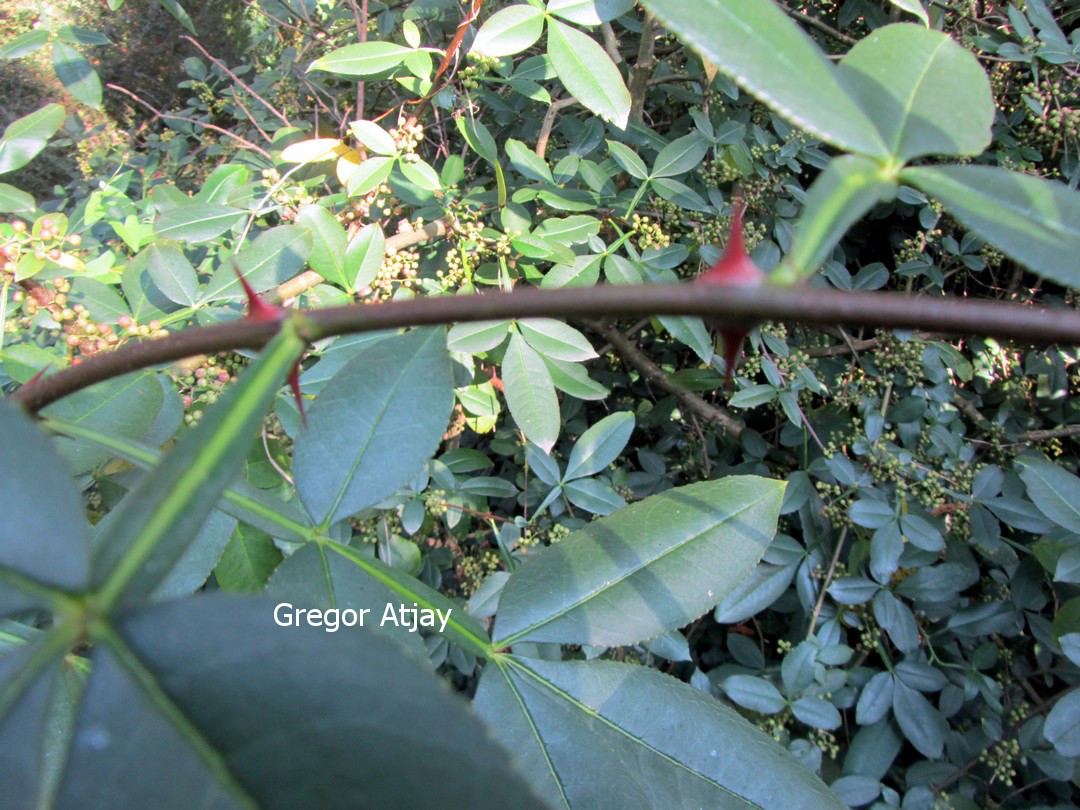 Picture and description of Zanthoxylum alatum planispinum