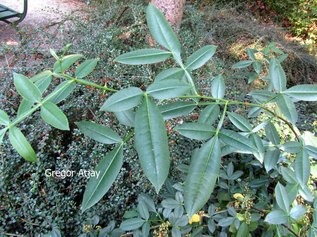 Picture and description of Zanthoxylum alatum planispinum