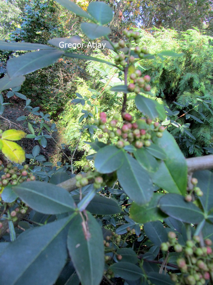Picture and description of Zanthoxylum alatum planispinum