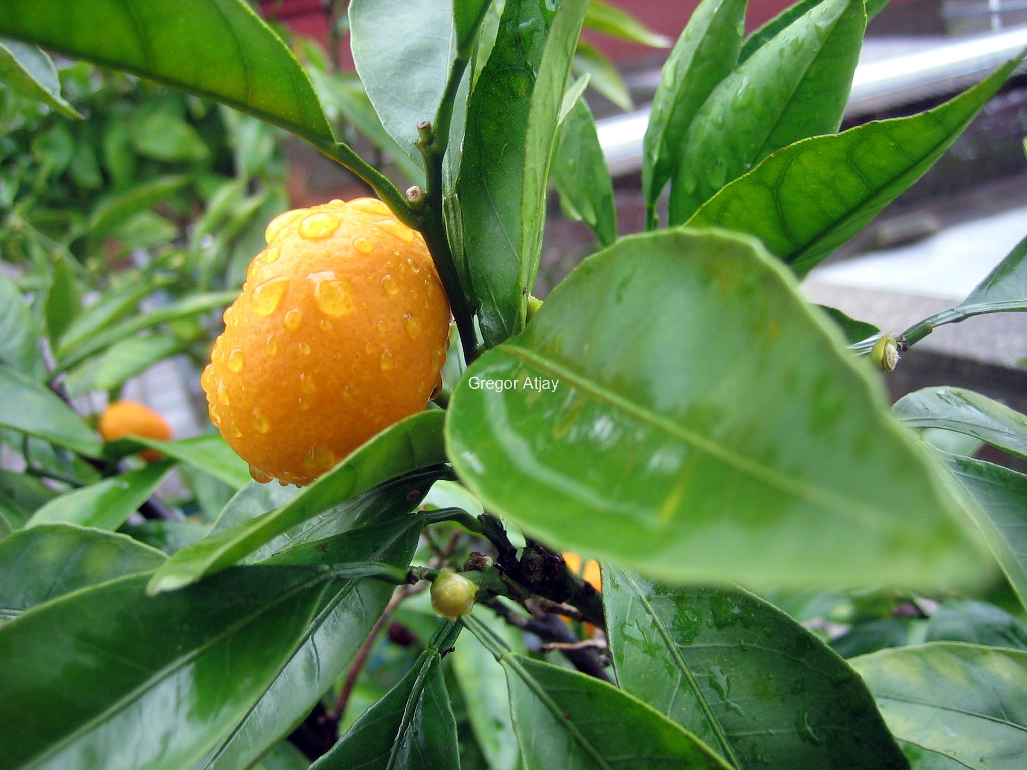 Picture and description of Citrus reticulata