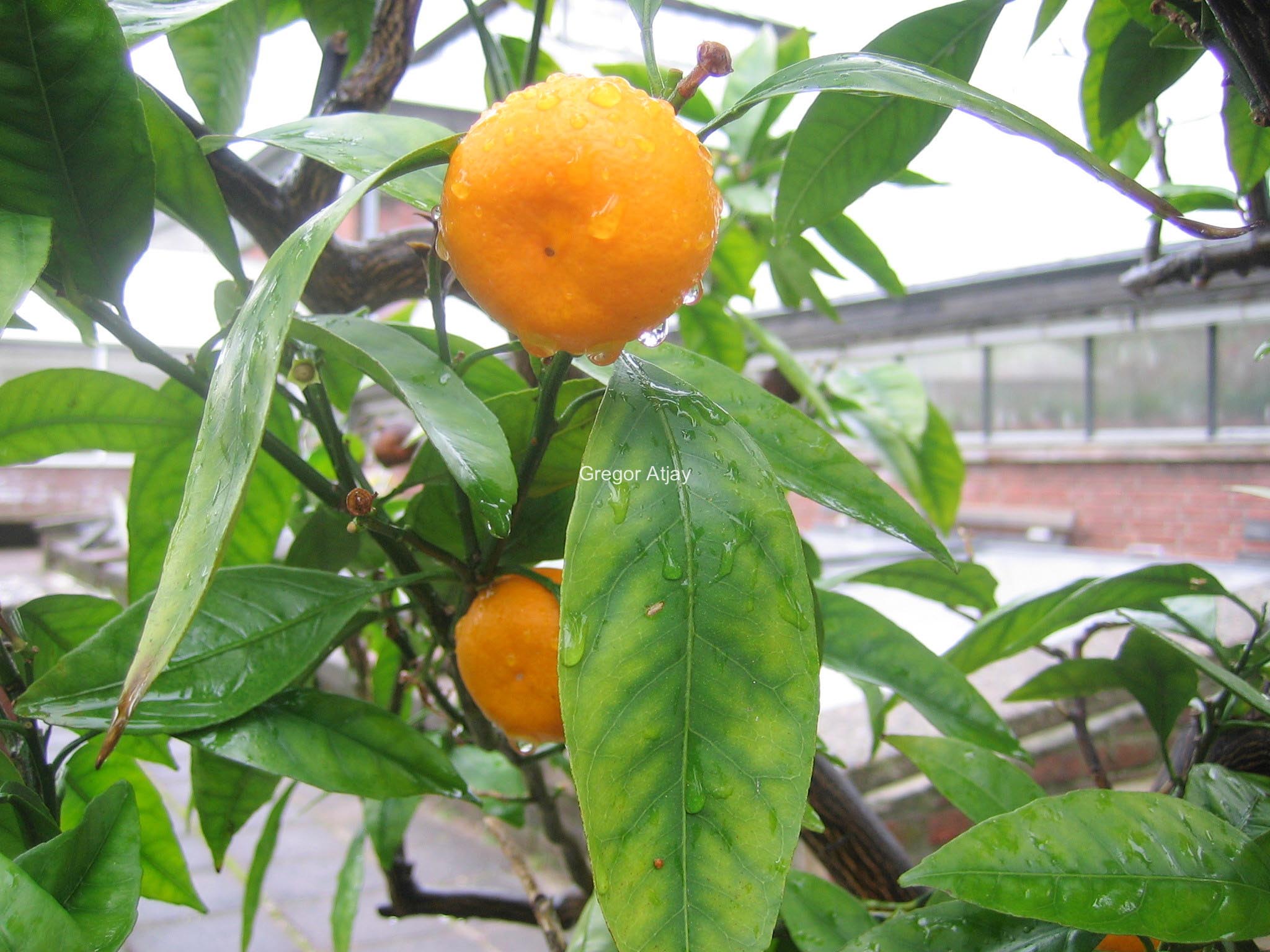 Picture and description of Citrus reticulata