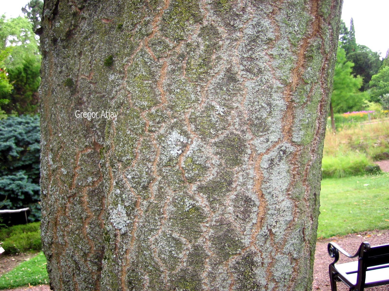 Picture and description of Paulownia fortunei