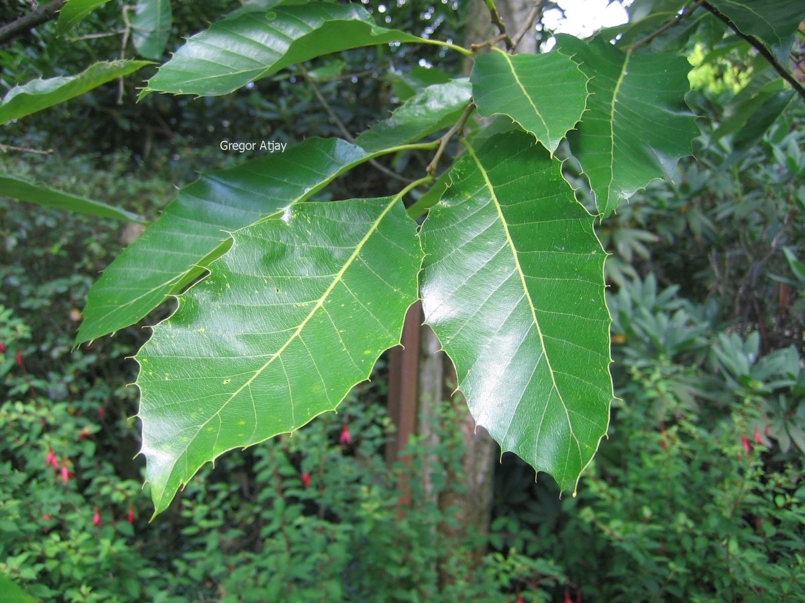 Picture and description of Quercus variabilis
