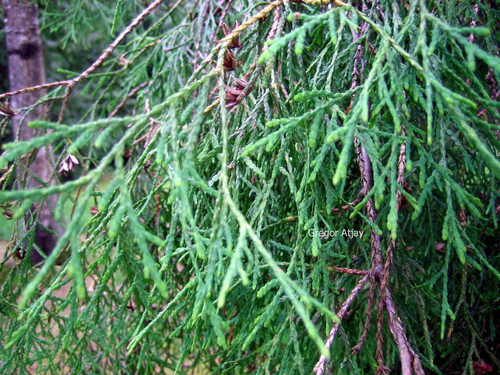 Picture and description of Thuja occidentalis 'Filiformis'