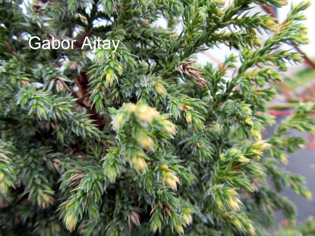 Juniperus pingii 'Hulsdonk Yellow'