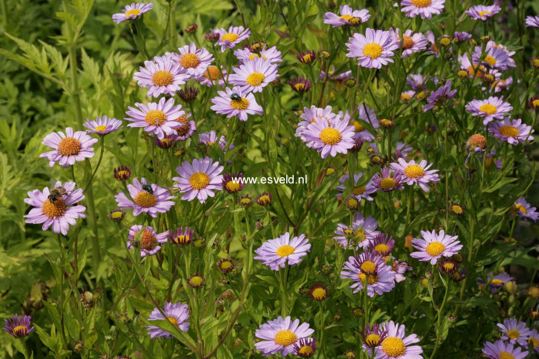 Picture and description of Kalimeris mongolica 'Antonia'