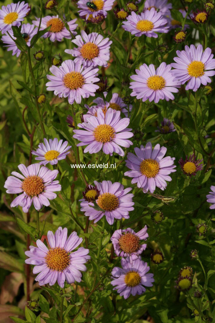 Picture and description of Kalimeris mongolica 'Antonia'