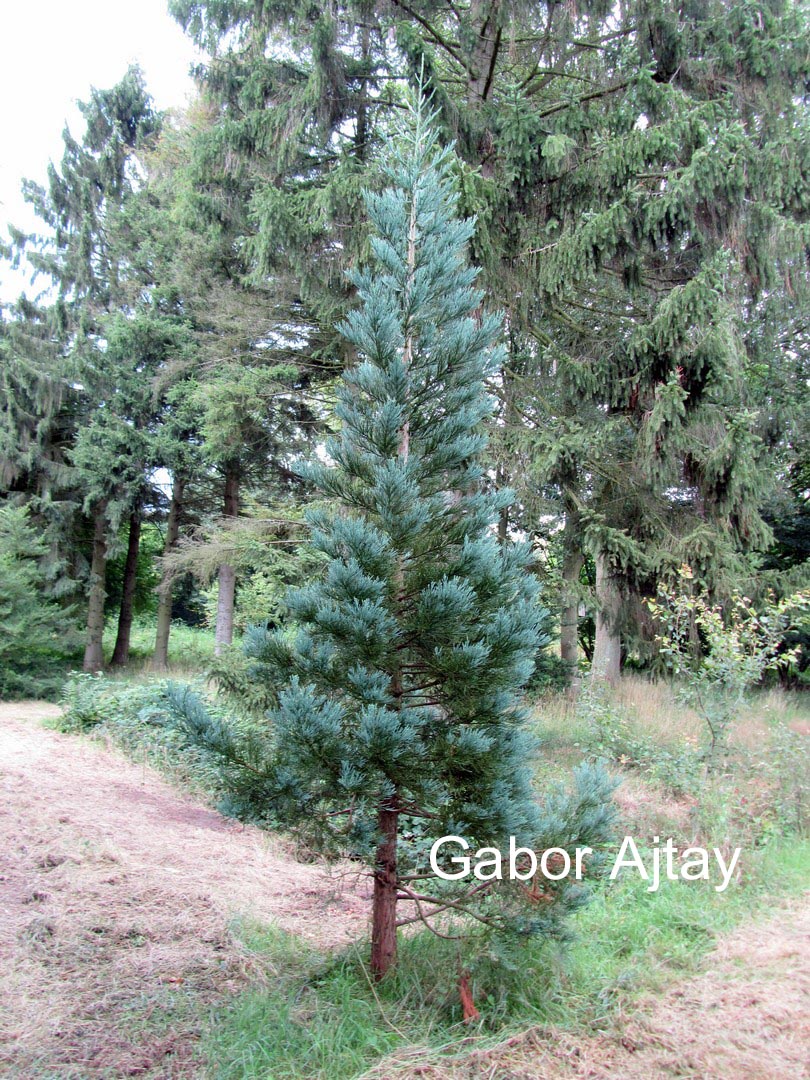 Picture and description of Sequoiadendron giganteum 'Glaucum Compactum'