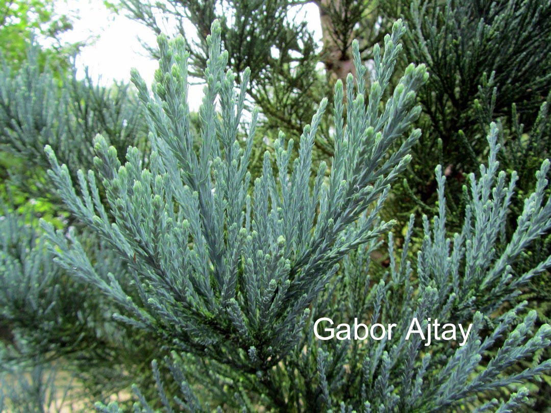 Picture and description of Sequoiadendron giganteum 'Glaucum Compactum'