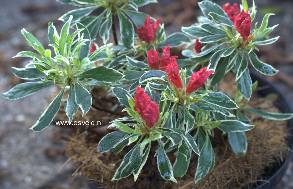 Picture and description of Azalea 'Silver Sword'