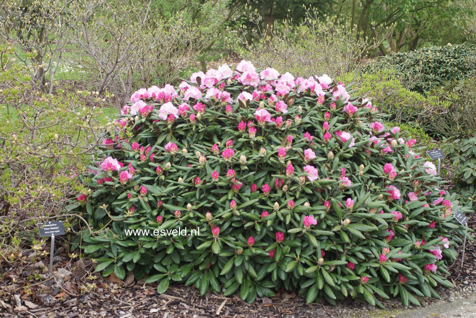 Picture and description of Rhododendron 'Crete'