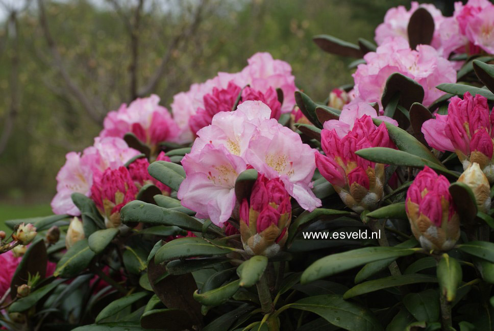 Picture and description of Rhododendron 'Crete'
