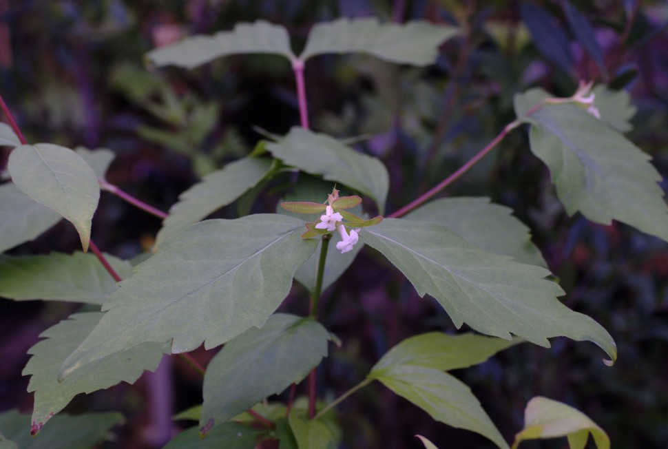 Picture and description of Abelia biflora var. coreana