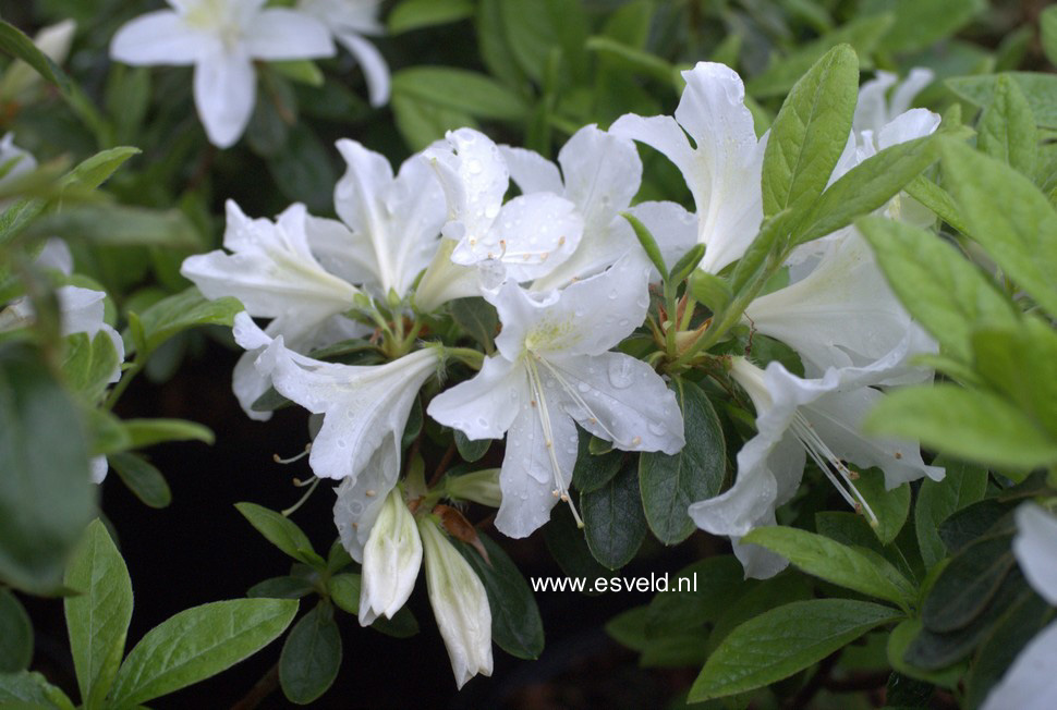 Azalea 'White Lady'