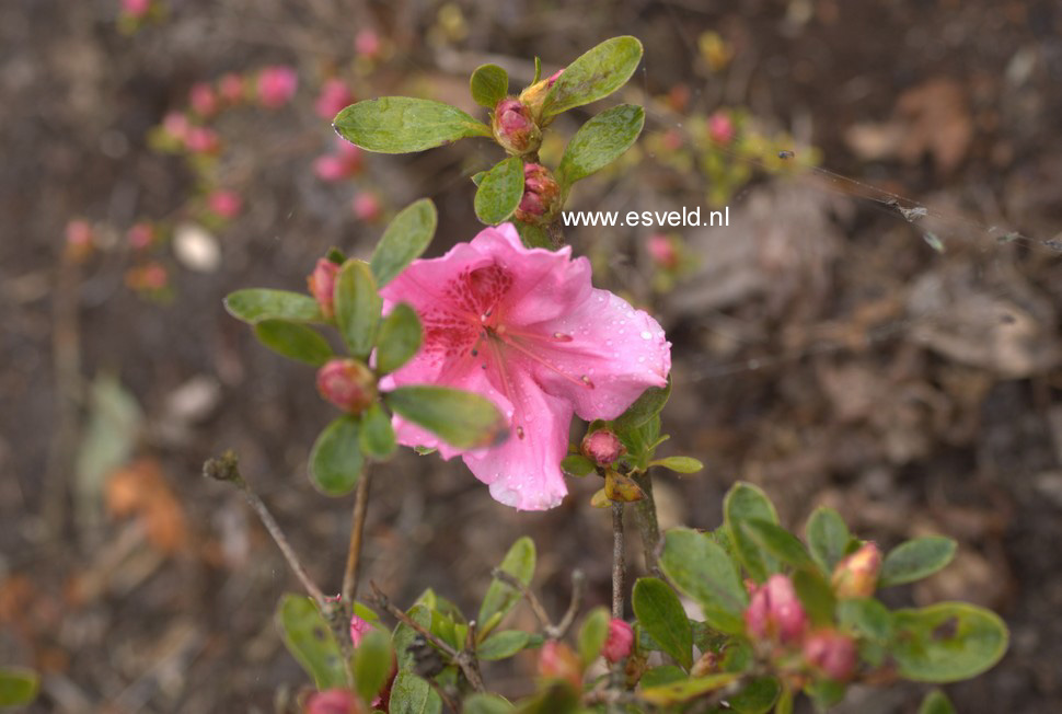 Picture and description of Azalea 'Mimi'