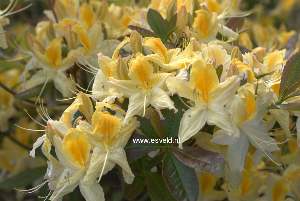 Picture and description of Azalea 'Northern Highlights'