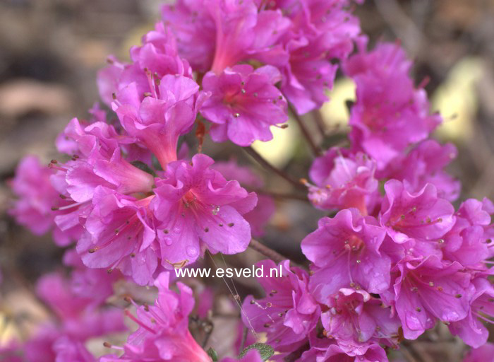 Picture and description of Azalea 'Christina'