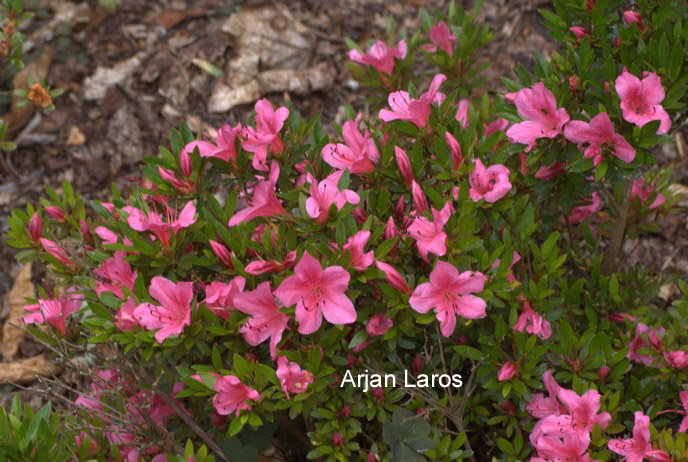 Picture and description of Azalea 'Chinzan'