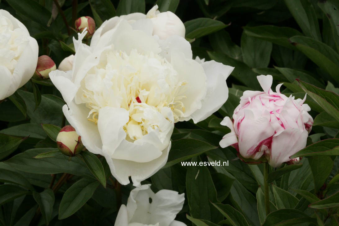 Picture and description of Paeonia 'Immaculee'